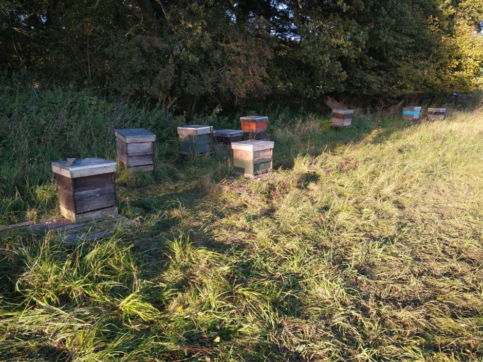 Buy Bees & Beehives – Local Honey Man